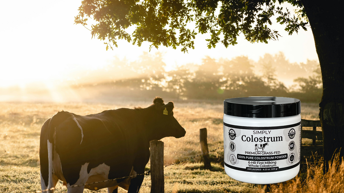 Simply Colostrum - 100% Pure 6 Hour Colostrum Powder Supplement